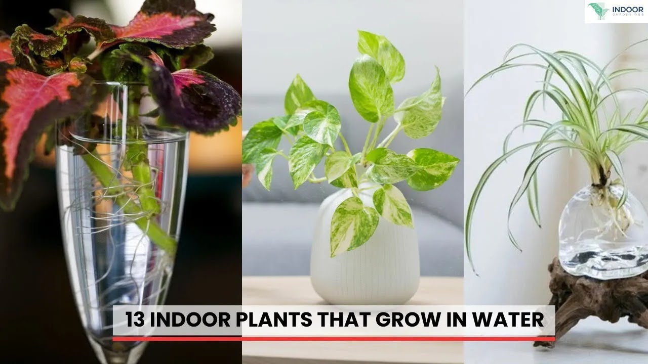 Indoor plants that grow without soil: 13 amazing varieties