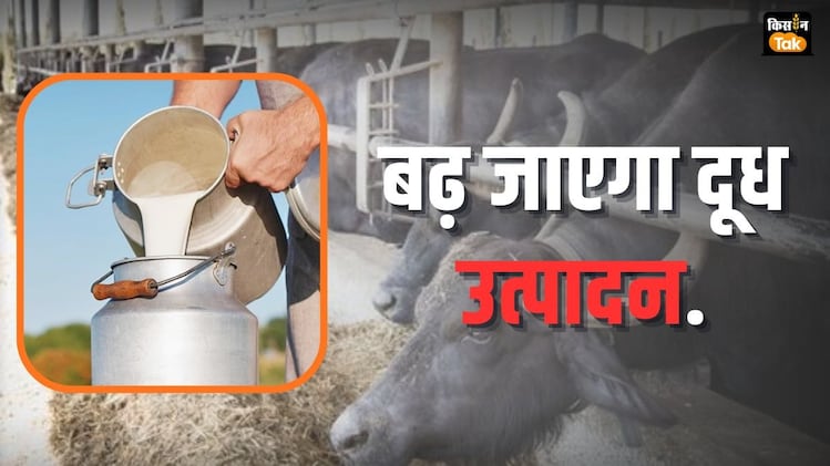 Milk production: NDDB ने दिए दूध उत्पादन बढ़ाने और लागत कम करने के ...