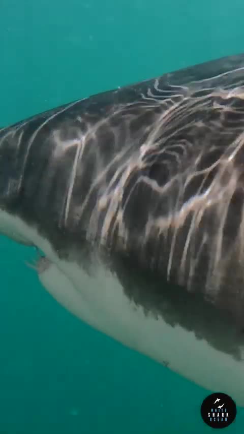 Gaping great white shark slides under the surface