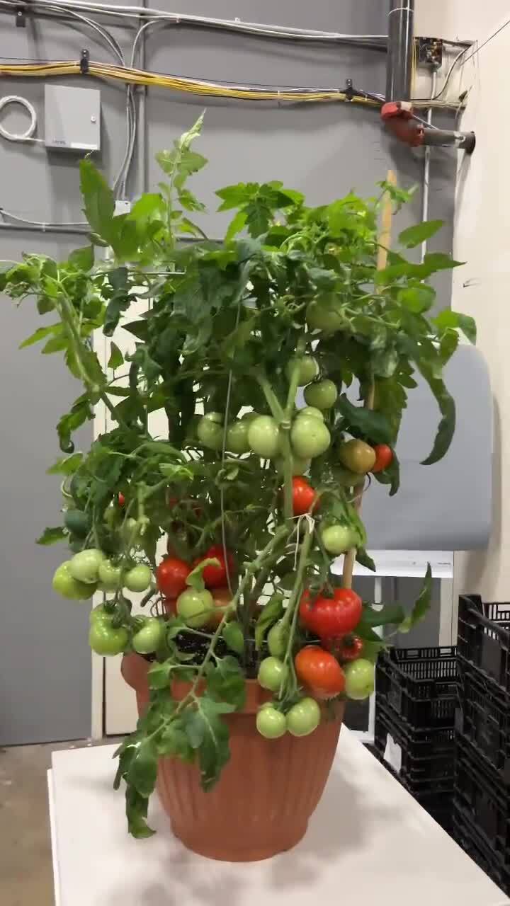 Tomato season is coming #homegrown #gardening #shorts #youtubeshorts
