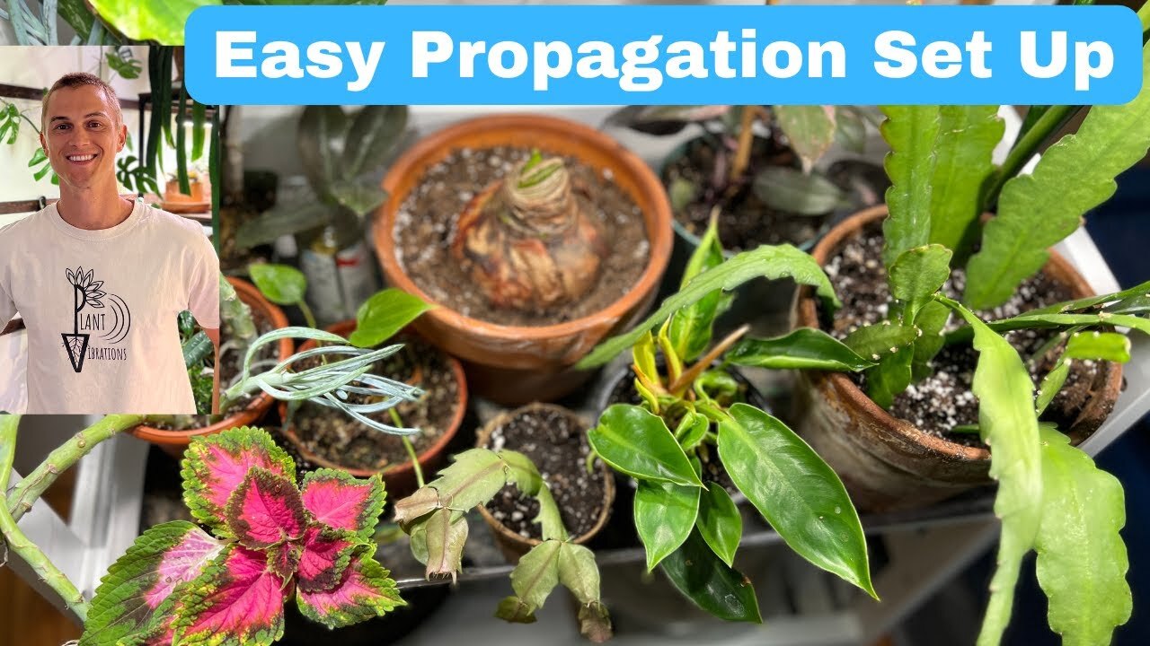 Propagation station - cheap, fast, easy - propagate indoor plants now