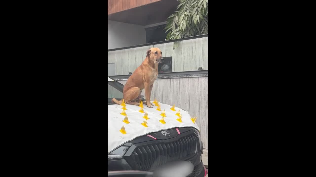 Fearless street dog perches on car in Agra, India