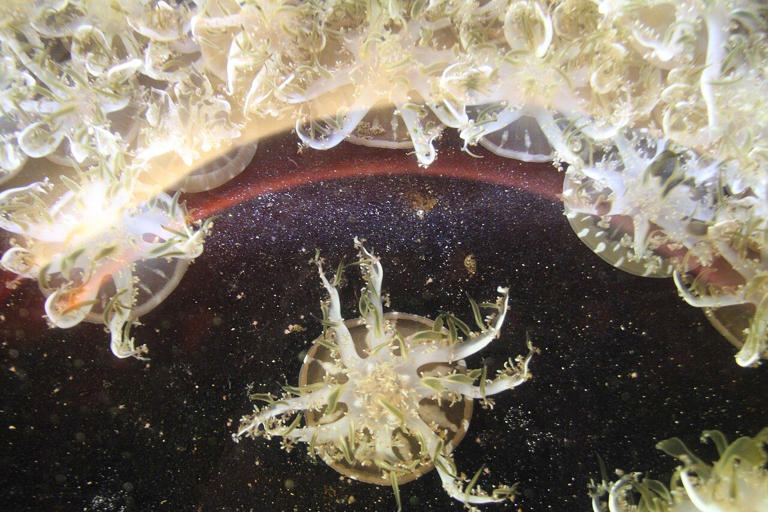 😴 This discovery in jellyfish upends our understanding of sleep