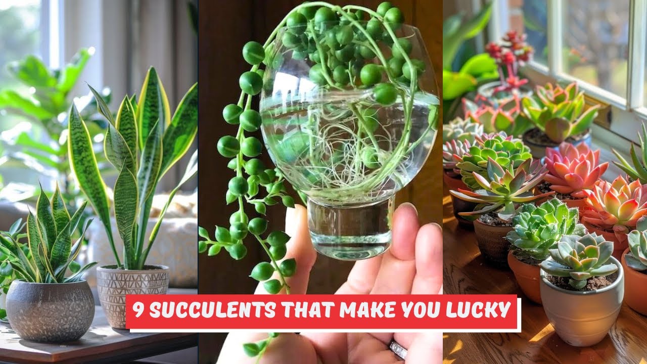 Lucky plants 9 succulents that enhance positive vibes