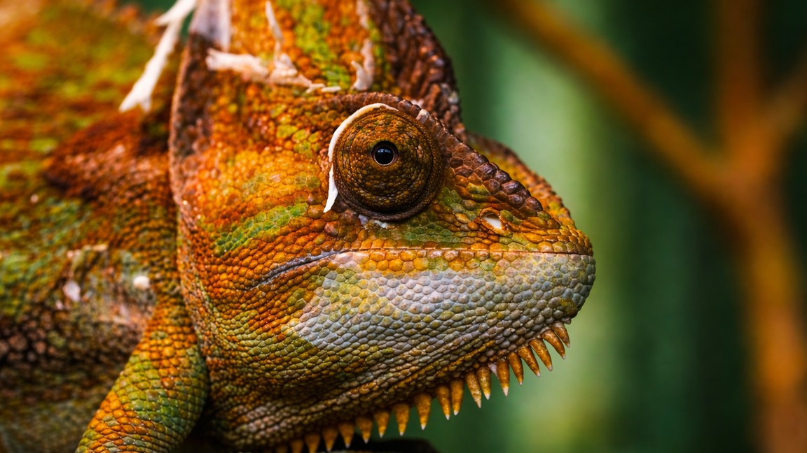 Close up of a colorful chameleon