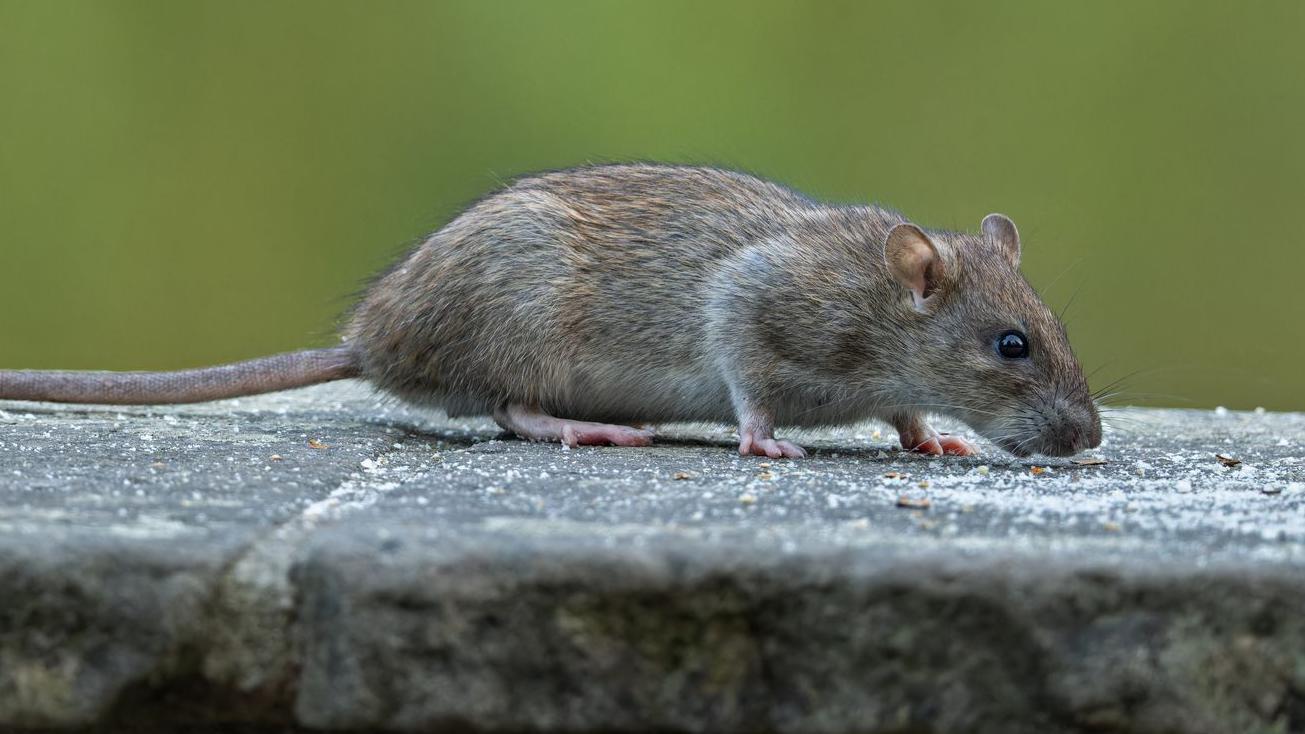 Two-year rat problem 'absolute hell' for residents