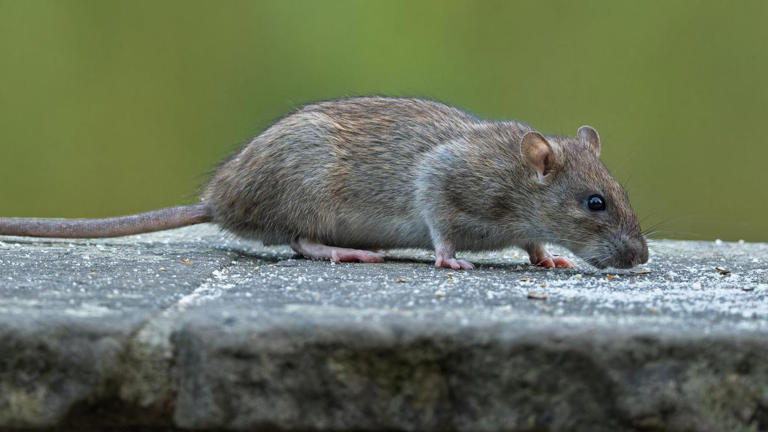 Two-year rat problem 'absolute hell' for residents