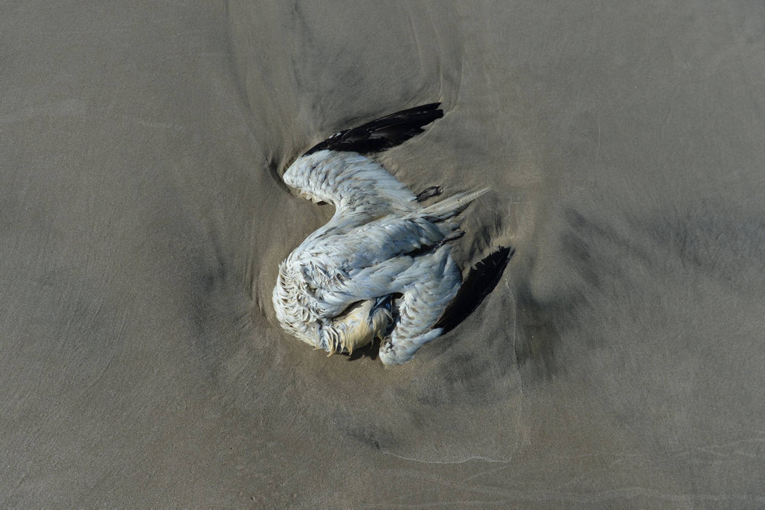Aarhus-forskere skal indsamle og obducere døde havfugle