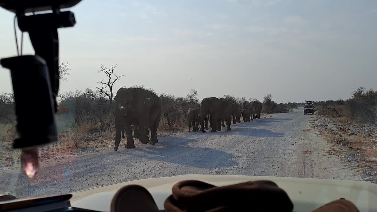 Unforgettable scene as herd of elephants pass just inches away from ...