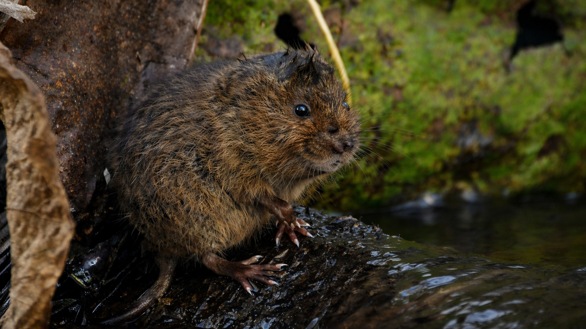 Ik denk dat deze muskusrat de camera heeft opgemerkt