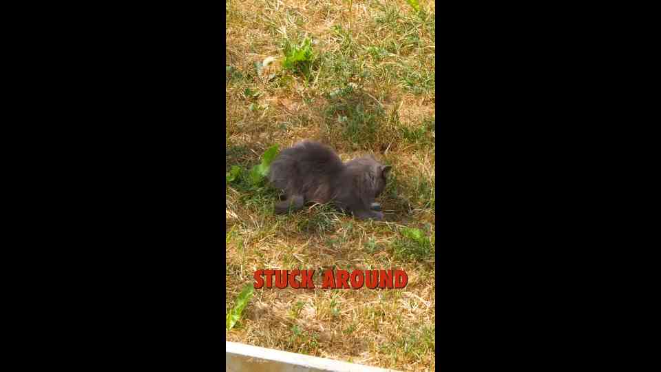 How Scotlands wildcat disappeared without truly dying