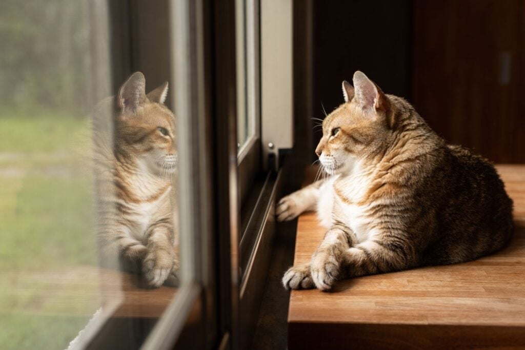 How apartment living changes a cat’s behavior