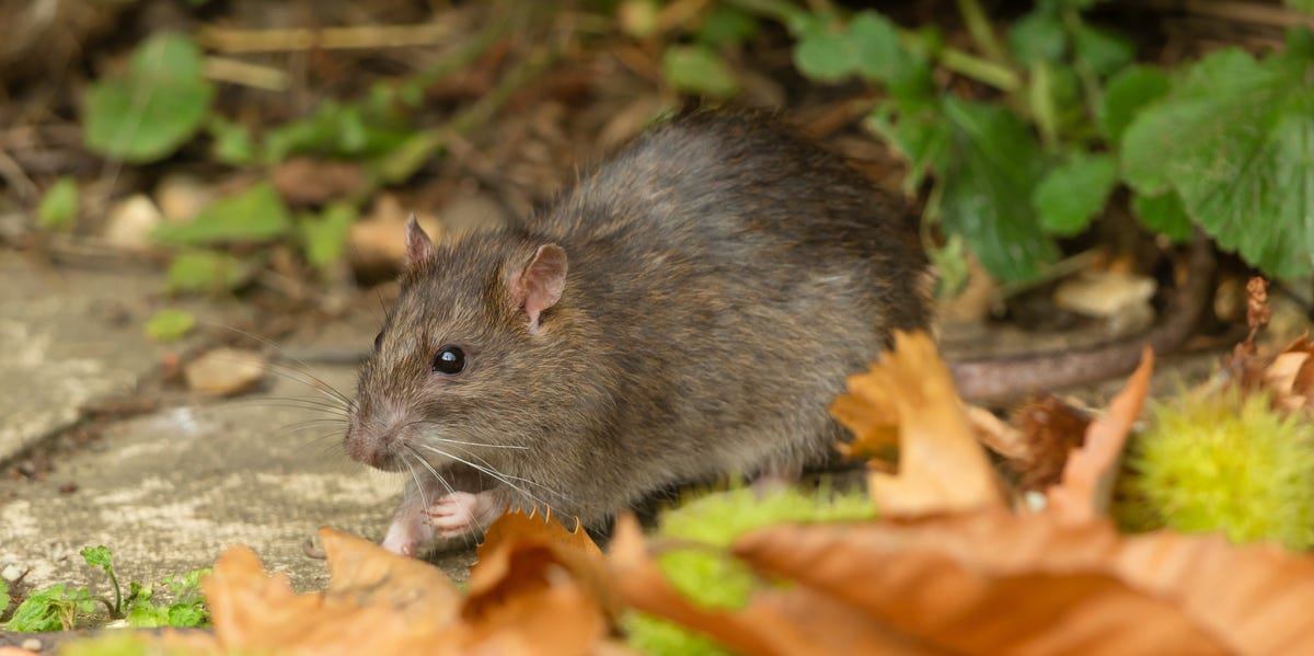 Try this simple £1 coin test to stop rats getting into your home
