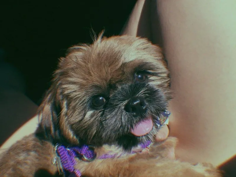 Pet accident-only insurance hits $1.5b in 2025