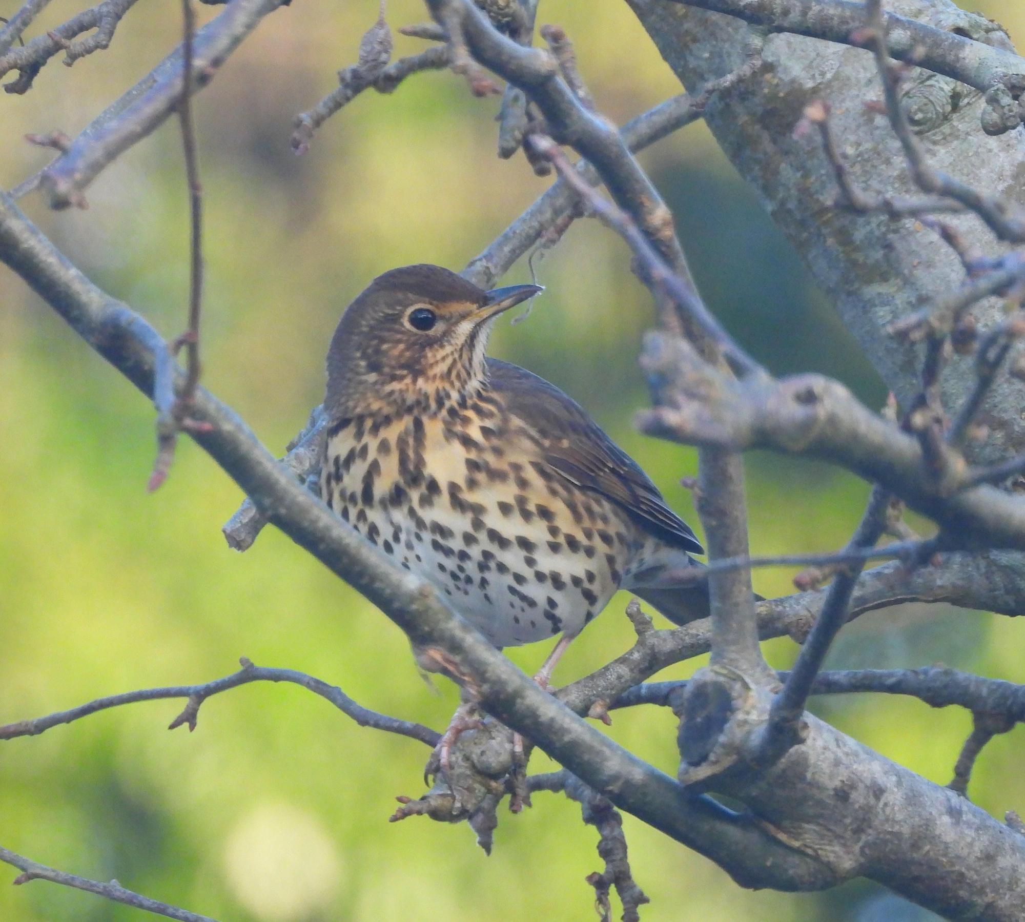 Icklesham Village Voice