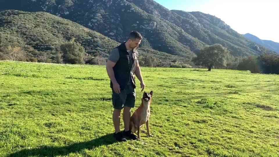 Why the send out command transforms distance control in dog training