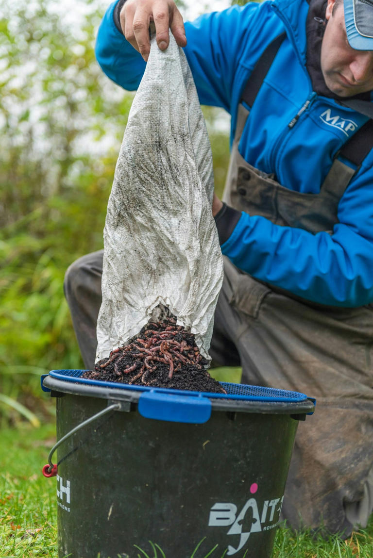 The best worms for fishing