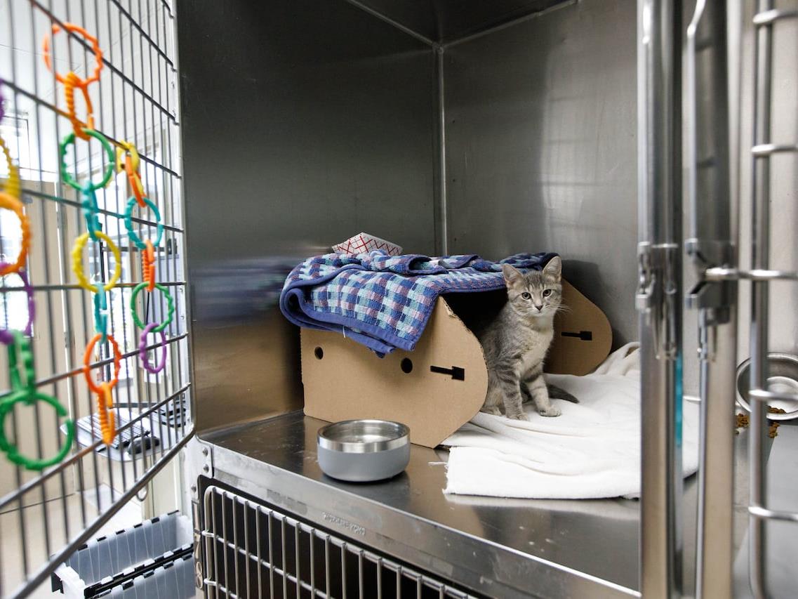 L’Ontario envisage de bannir le dégriffage et d’autres chirurgies ...