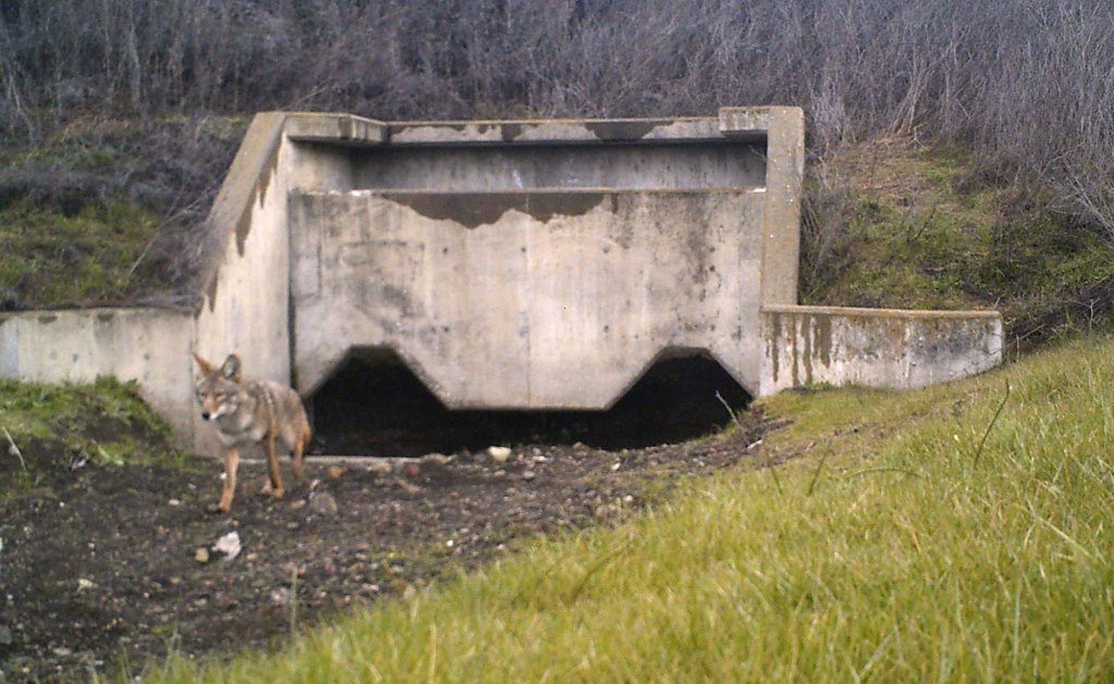 VTA board approves wildlife crossings under Highway 101, Monterey Road ...