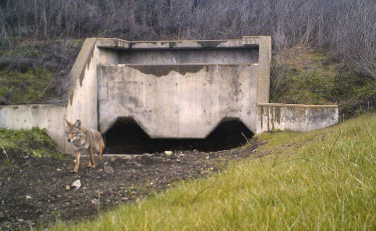 VTA board approves wildlife crossings under Highway 101, Monterey Road ...