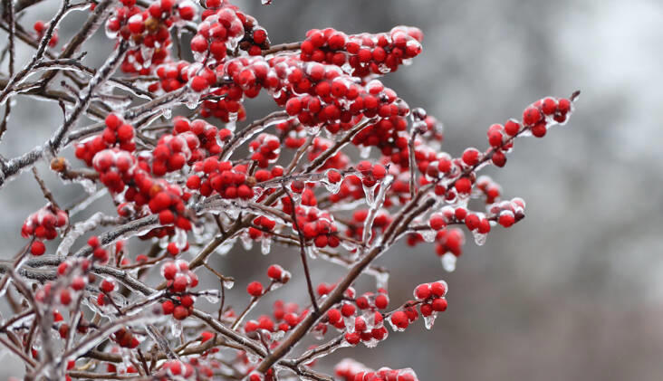 Winterberry 101: Native berries to brighten winter