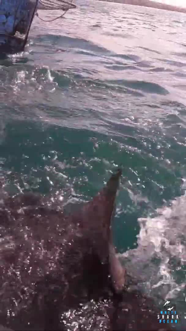 Swallowed by a great white shark #shorts