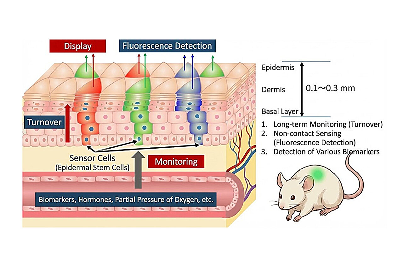Living sensor display turns engineered skin into a biological monitor