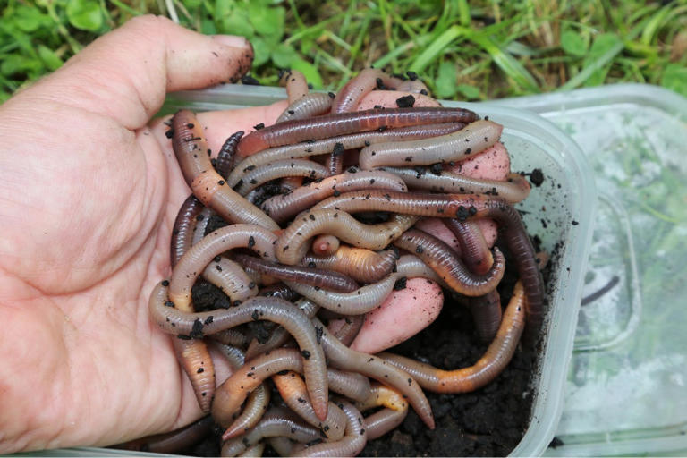 The best worms for fishing