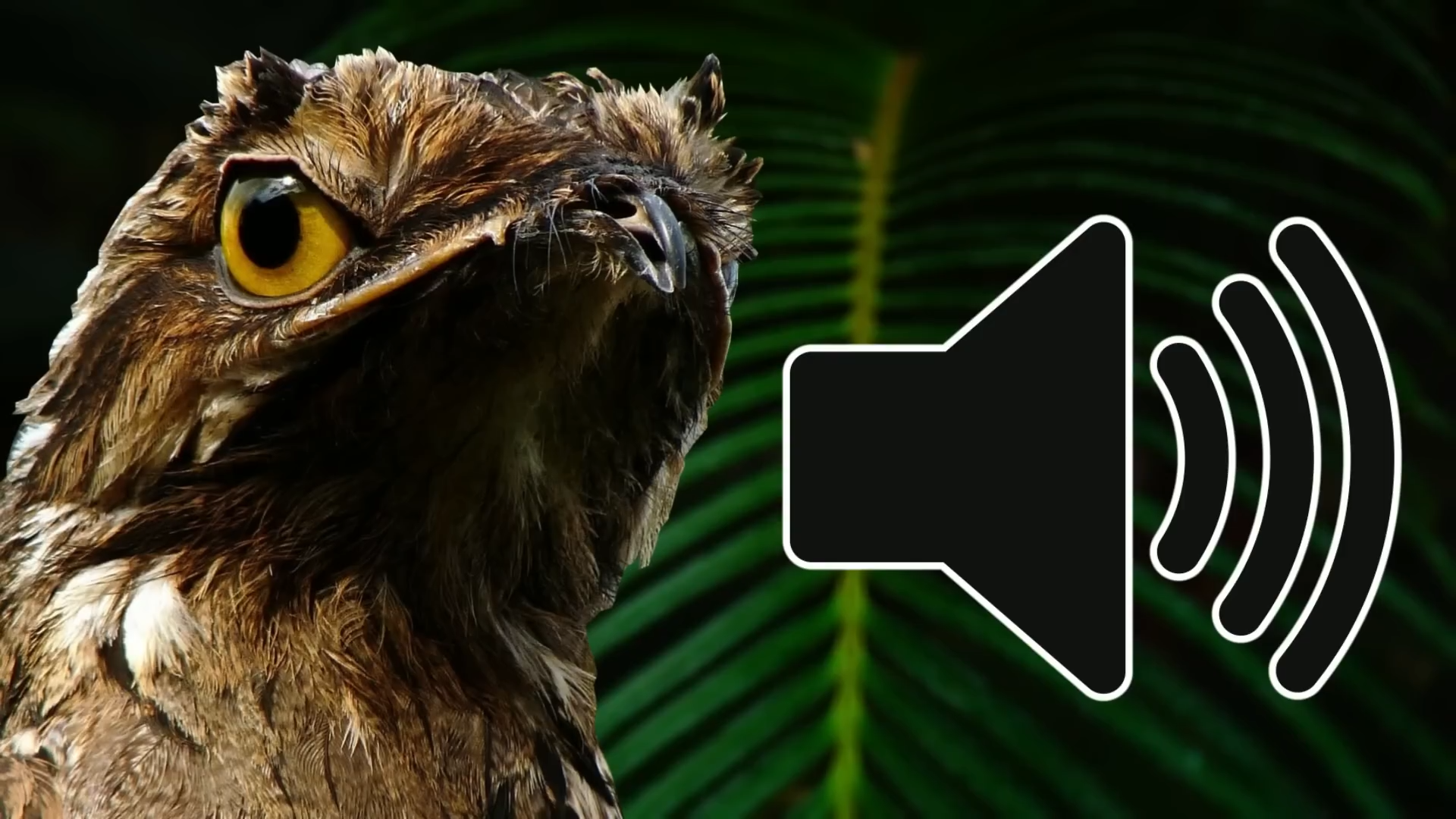 How these birds evolved features found nowhere else on Earth