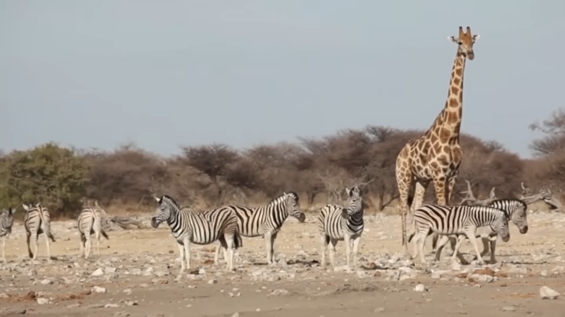 When invisibility became a winning strategy in nature