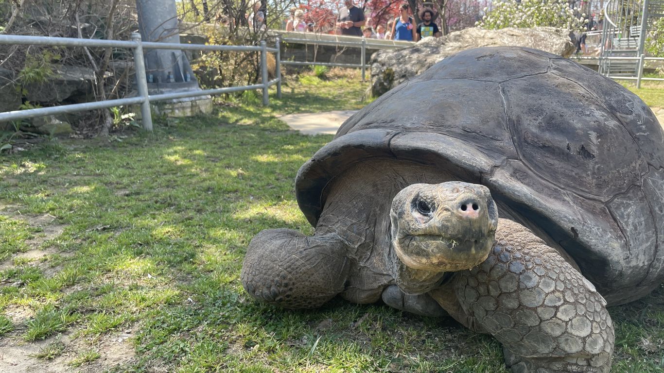 How Philly's beloved tortoise Mommy lost Axios' best animal story contest