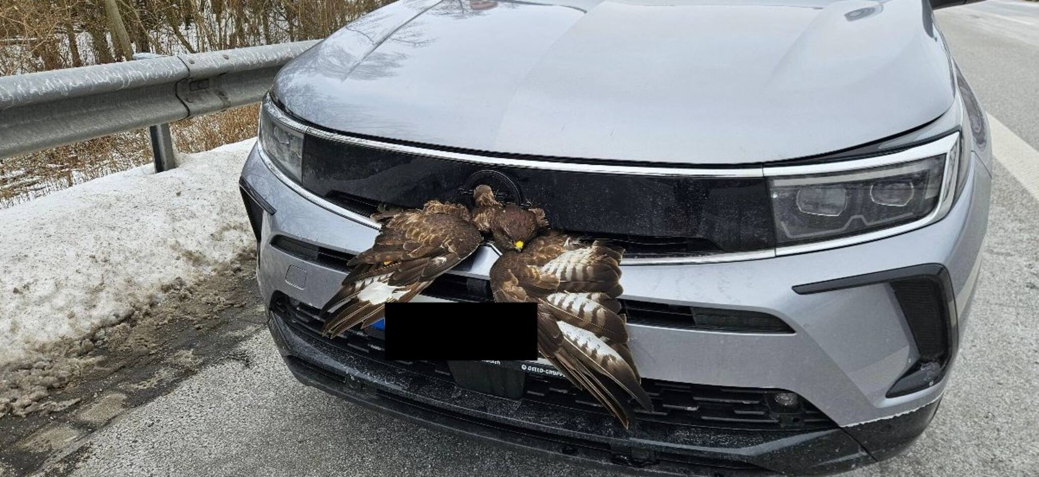 Greifvogel wird auf A20 von Auto erfasst und überlebt
