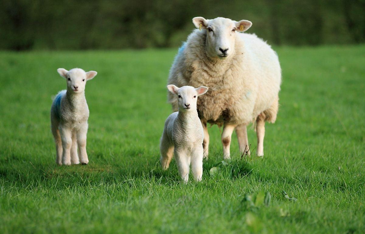 New plans to improve welfare for laying hens and lambs