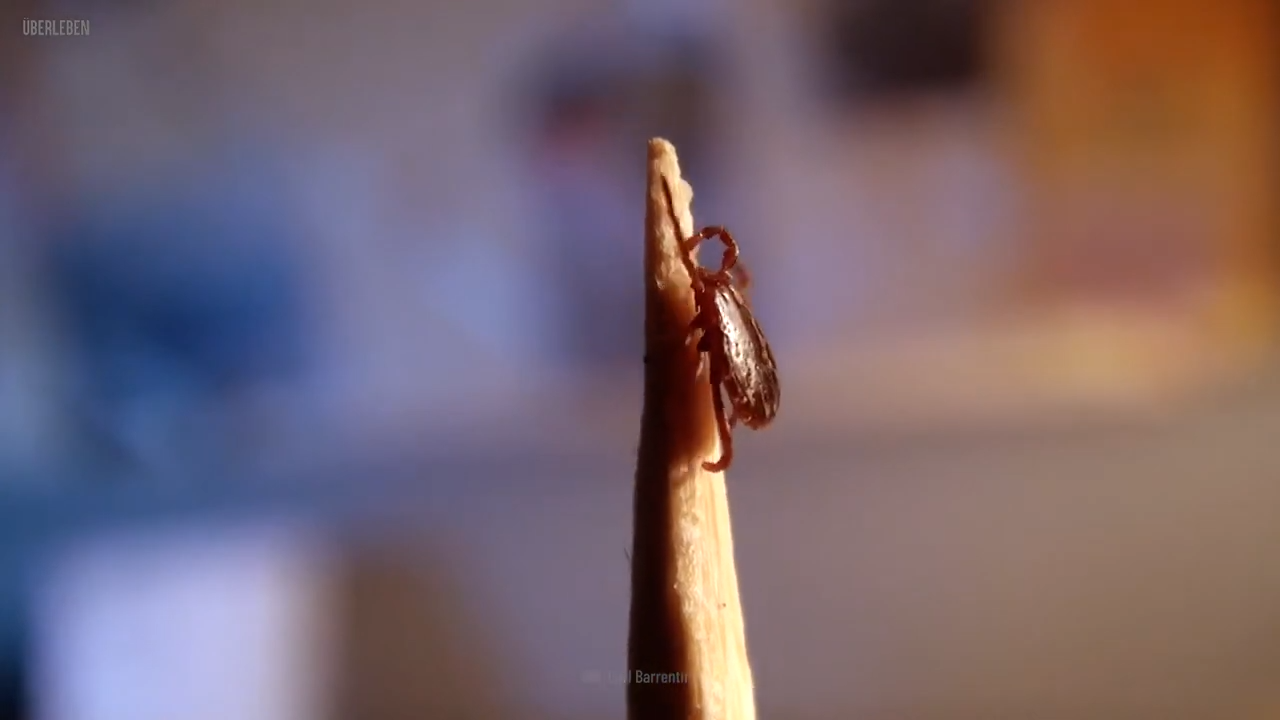 Wie ein winziger Zeckenbiss einen gesunden Mann fast tötete