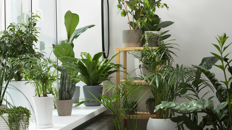 13 clear signs that your tropical indoor plants have draft damage