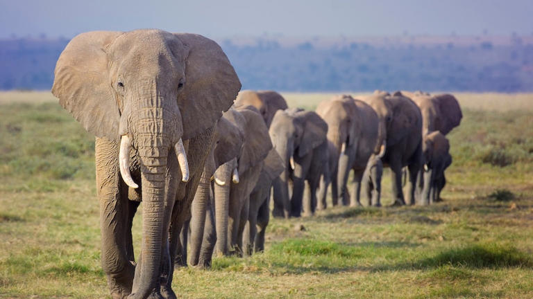 How long do elephants actually live?