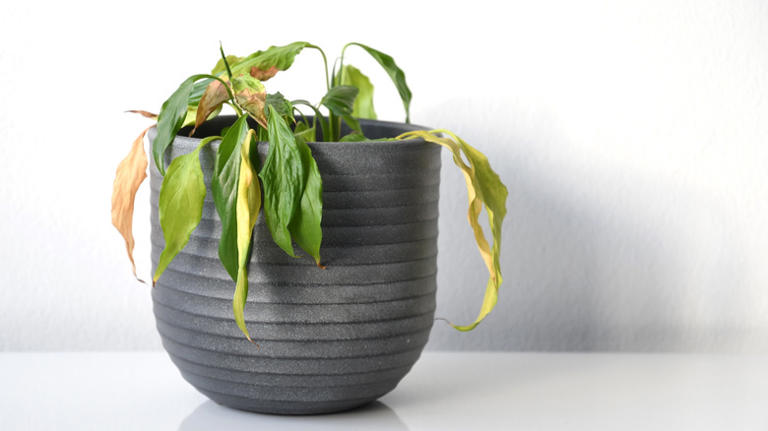 13 clear signs that your tropical indoor plants have draft damage