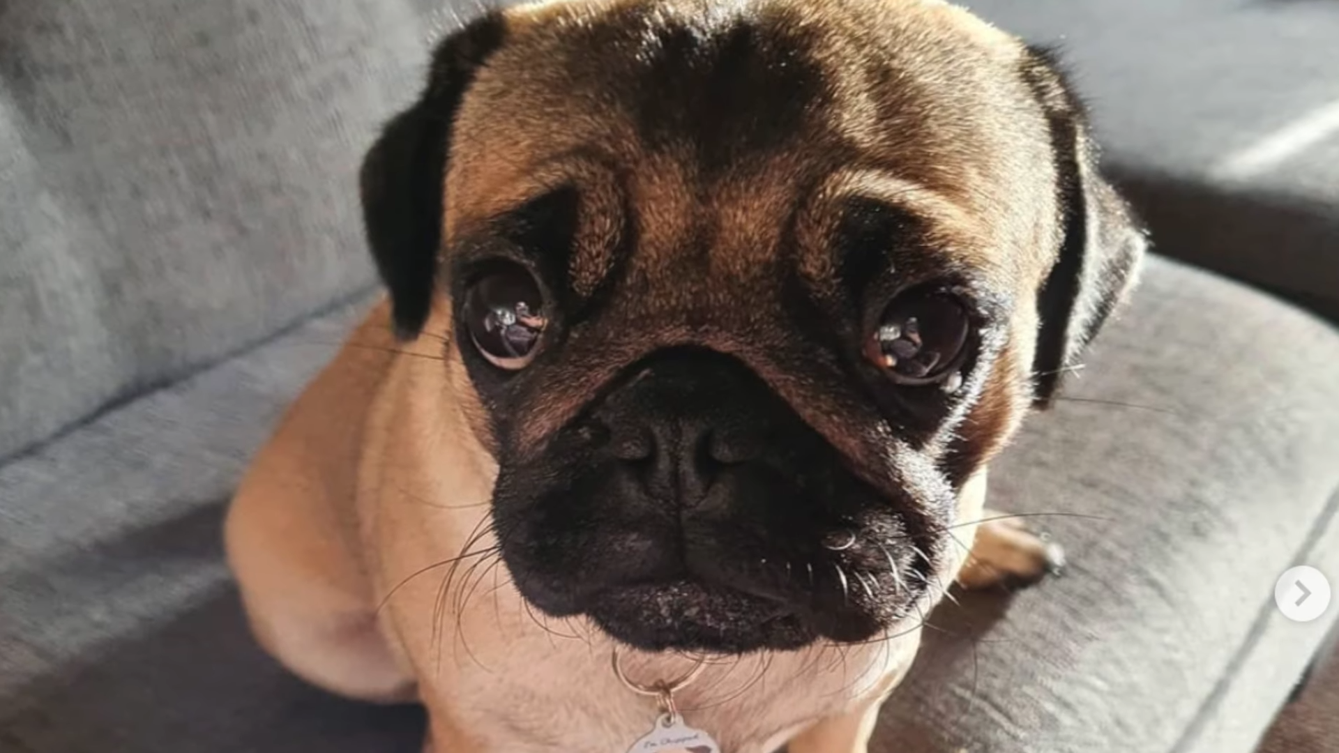 How giving away an Audi saved this puppy