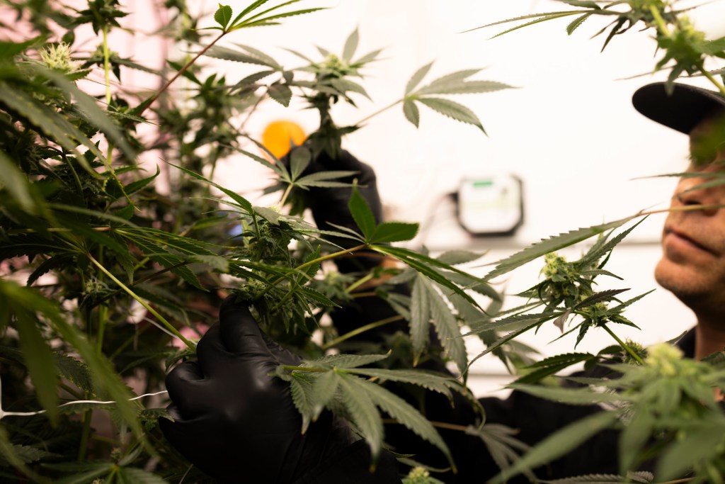 A blossoming Texas medical marijuana industry adds new businesses ...