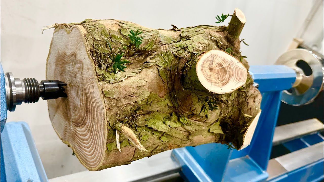 Bland or beautiful? The truth about albino yew