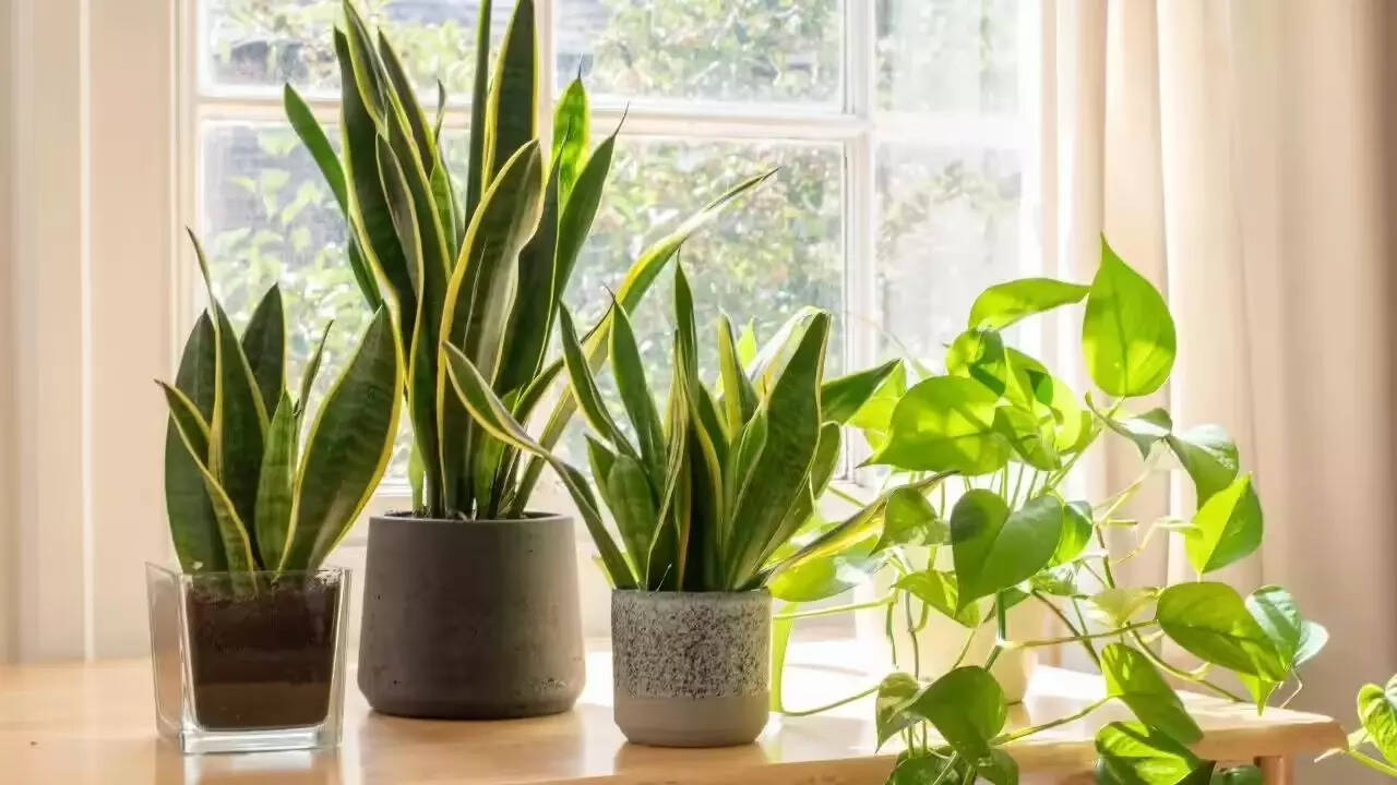 Snake plant benefits explained: Why this low-maintenance plant is so ...