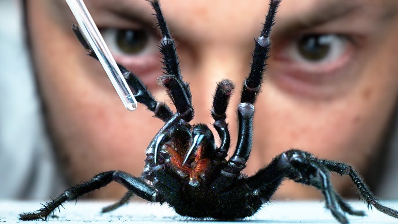 This is how venom is safely collected from a lethal spider