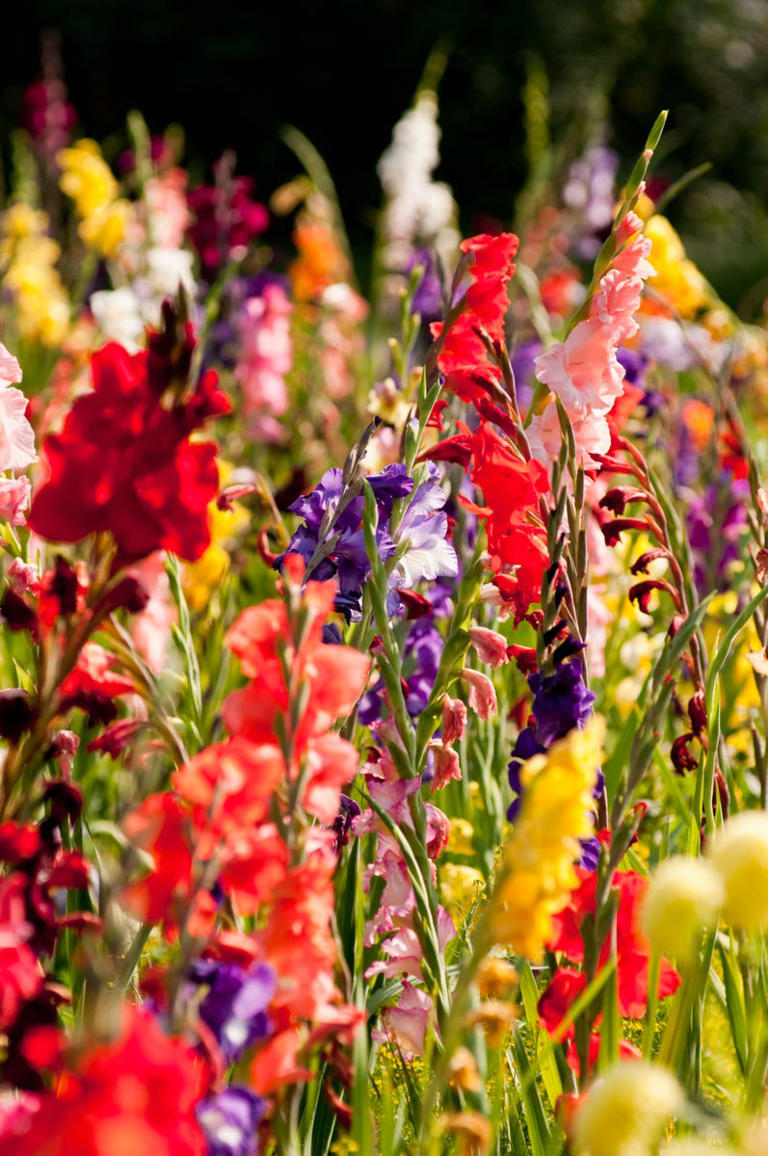 How to grow gladioli in May for a bold late-summer display: 5 secrets ...