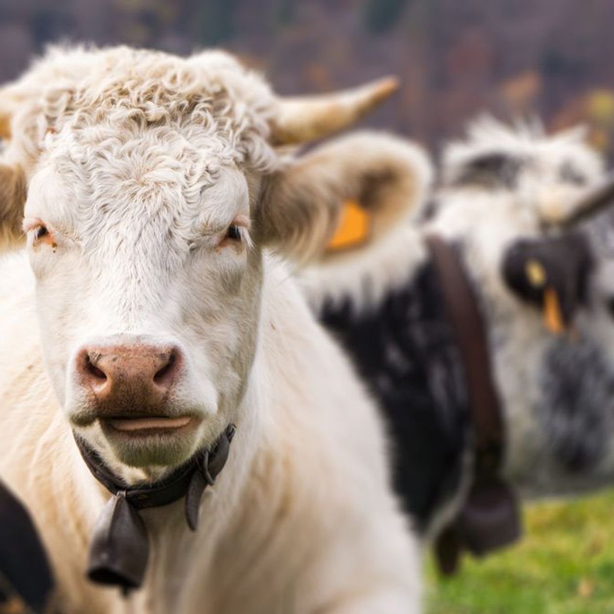 Dermatose bovine : cette maladie qui touche actuellement les élevages ...