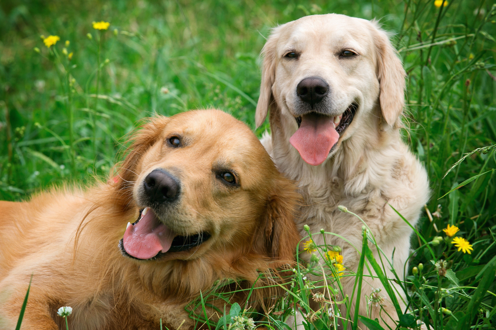 Ideas for a pet-friendly outdoor living area