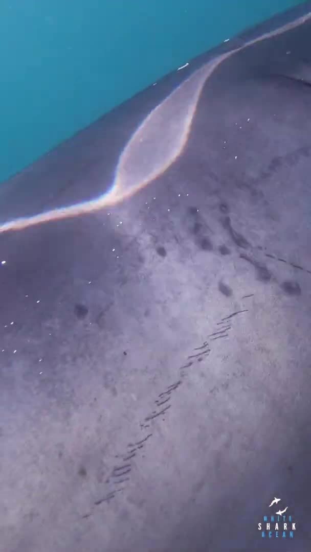 Great white shark shimmering silver in the sun #shorts