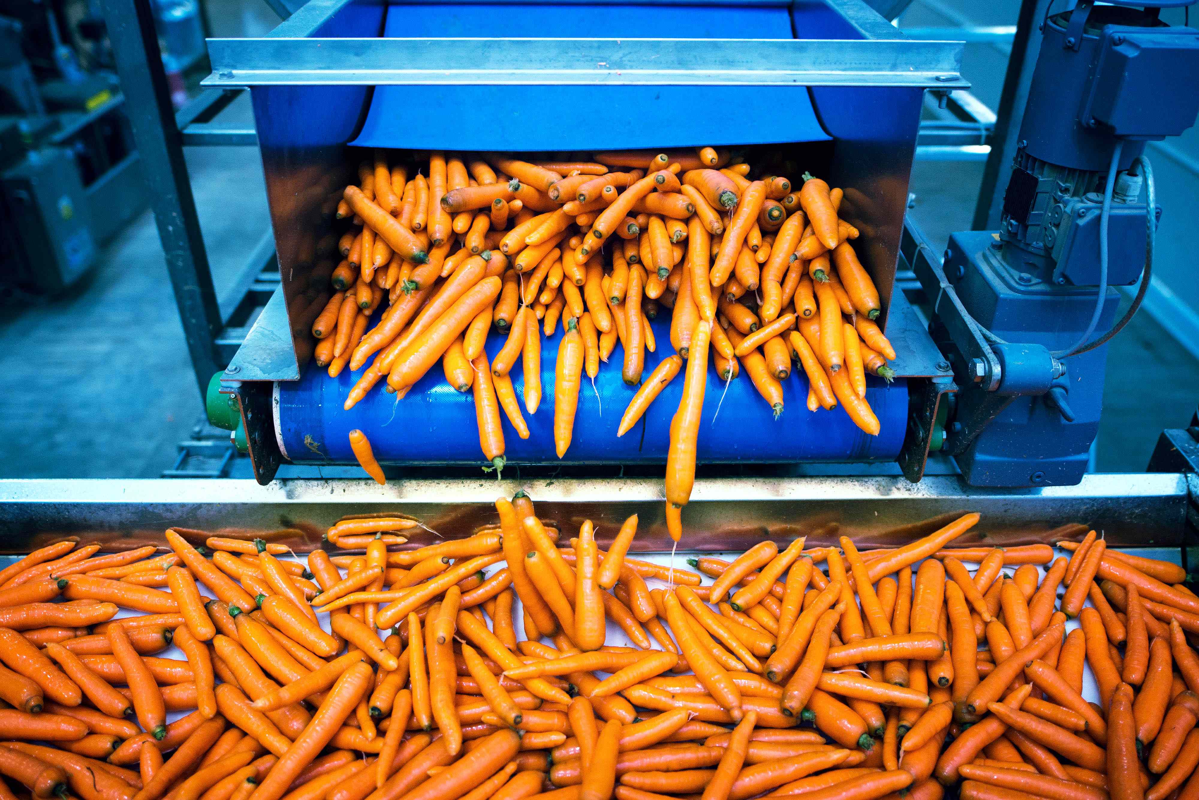 Veggie patties fueled by carrot scraps? Science says ‘yum’