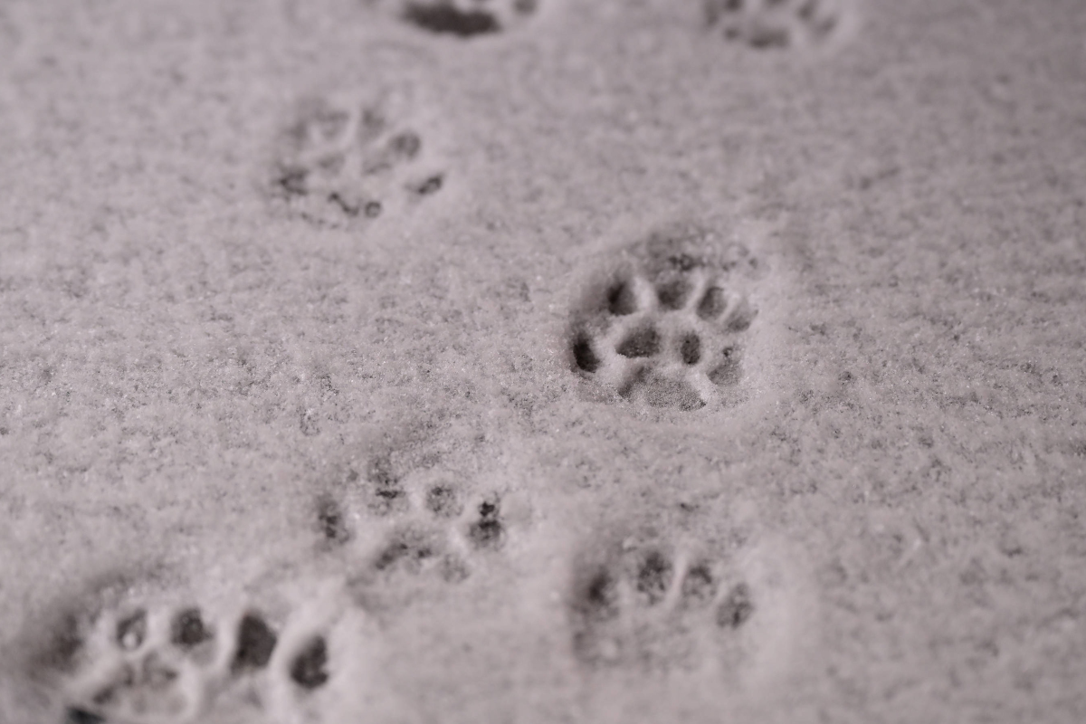Tierheim Bochum entdeckt Spuren im Schnee – sofort beginnt das große ...