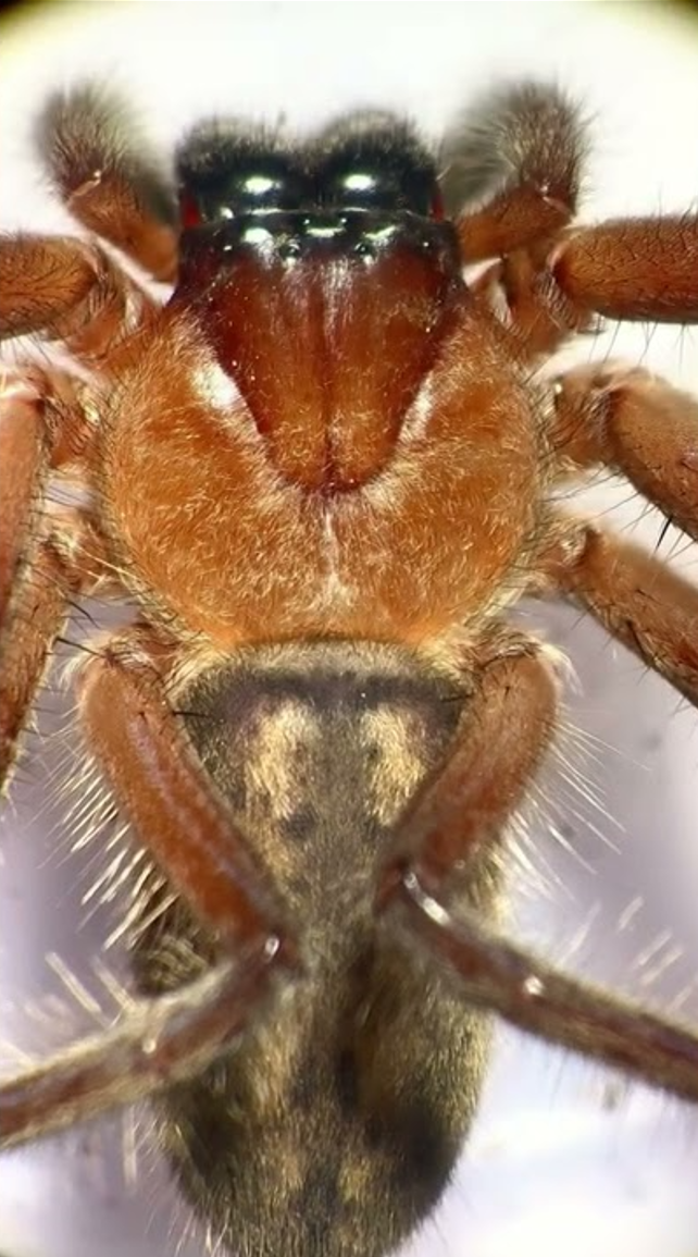 Huge spider surprised me in my car!