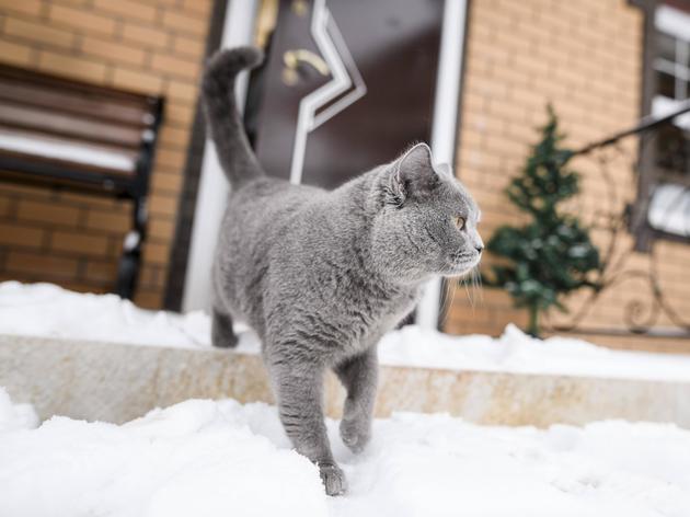 Wenn Katzen fremdgehen: Studie enthüllt ihr verborgenes Leben im Freien